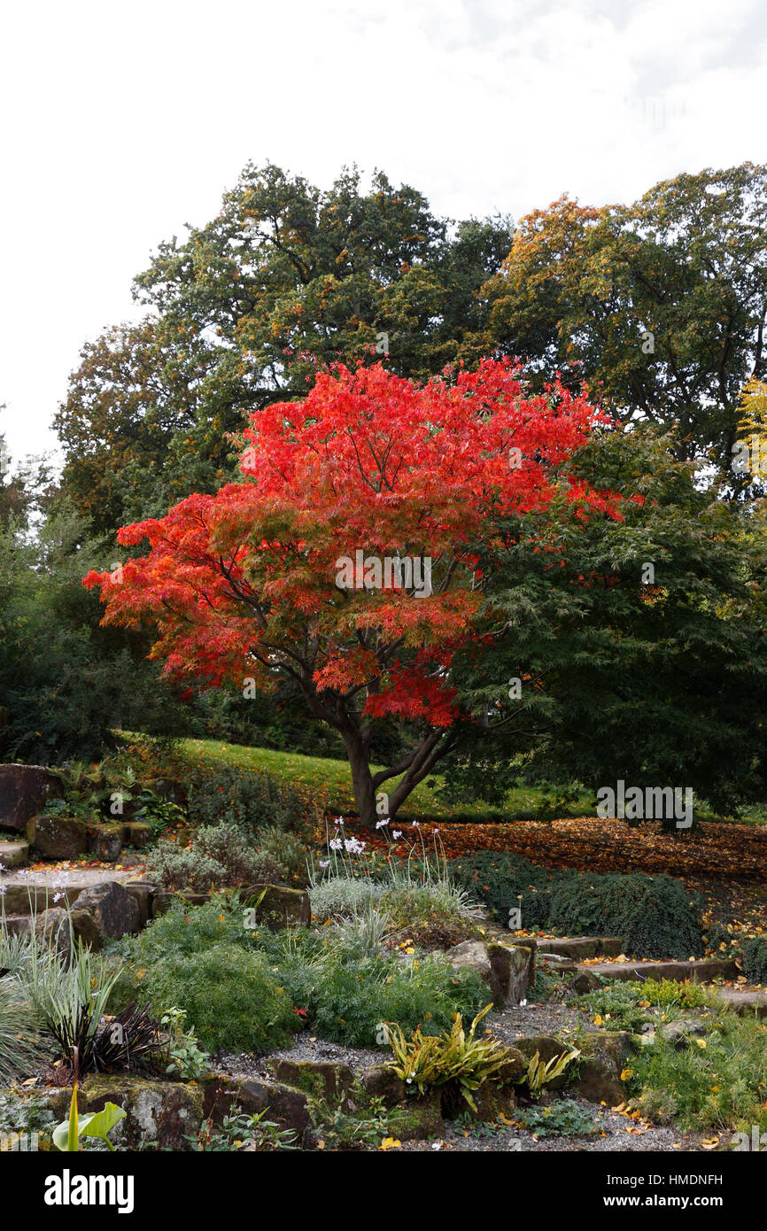 Acer palmatum elegans hi-res stock photography and images - Alamy