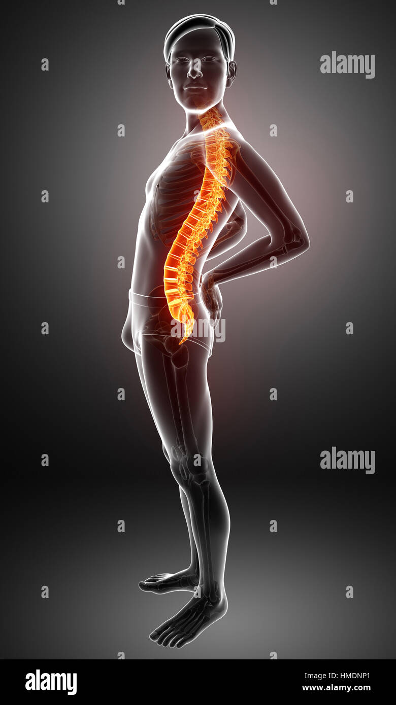 3D Illustration of male Feeling the back pain Stock Photo - Alamy