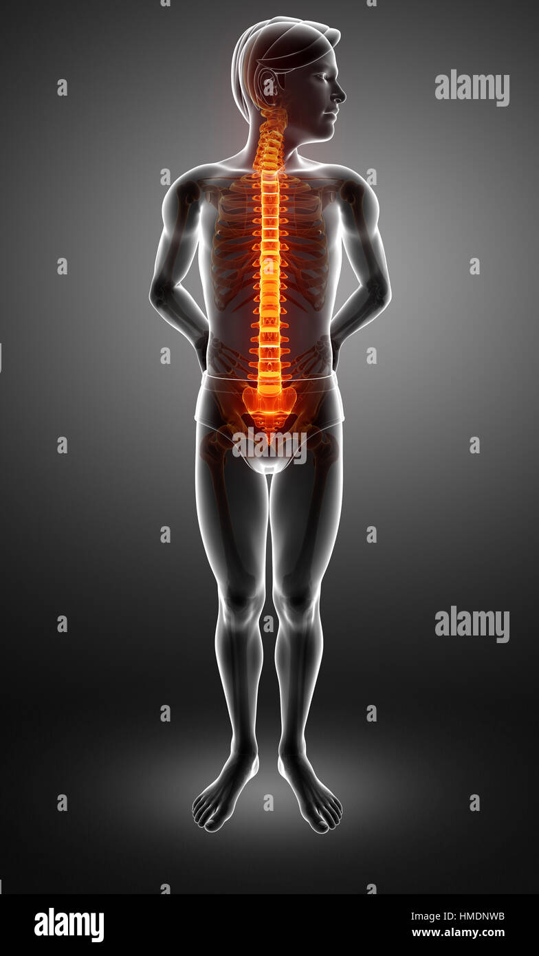 3D Illustration of male Feeling the back pain Stock Photo - Alamy