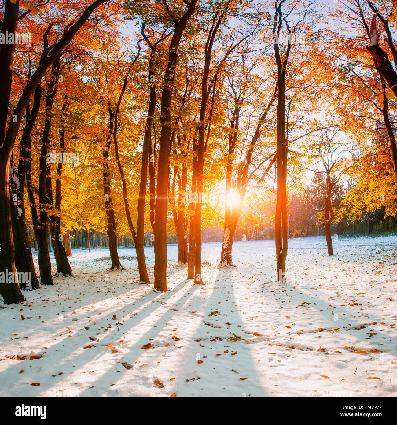 forest with first winter snow Stock Photo - Alamy