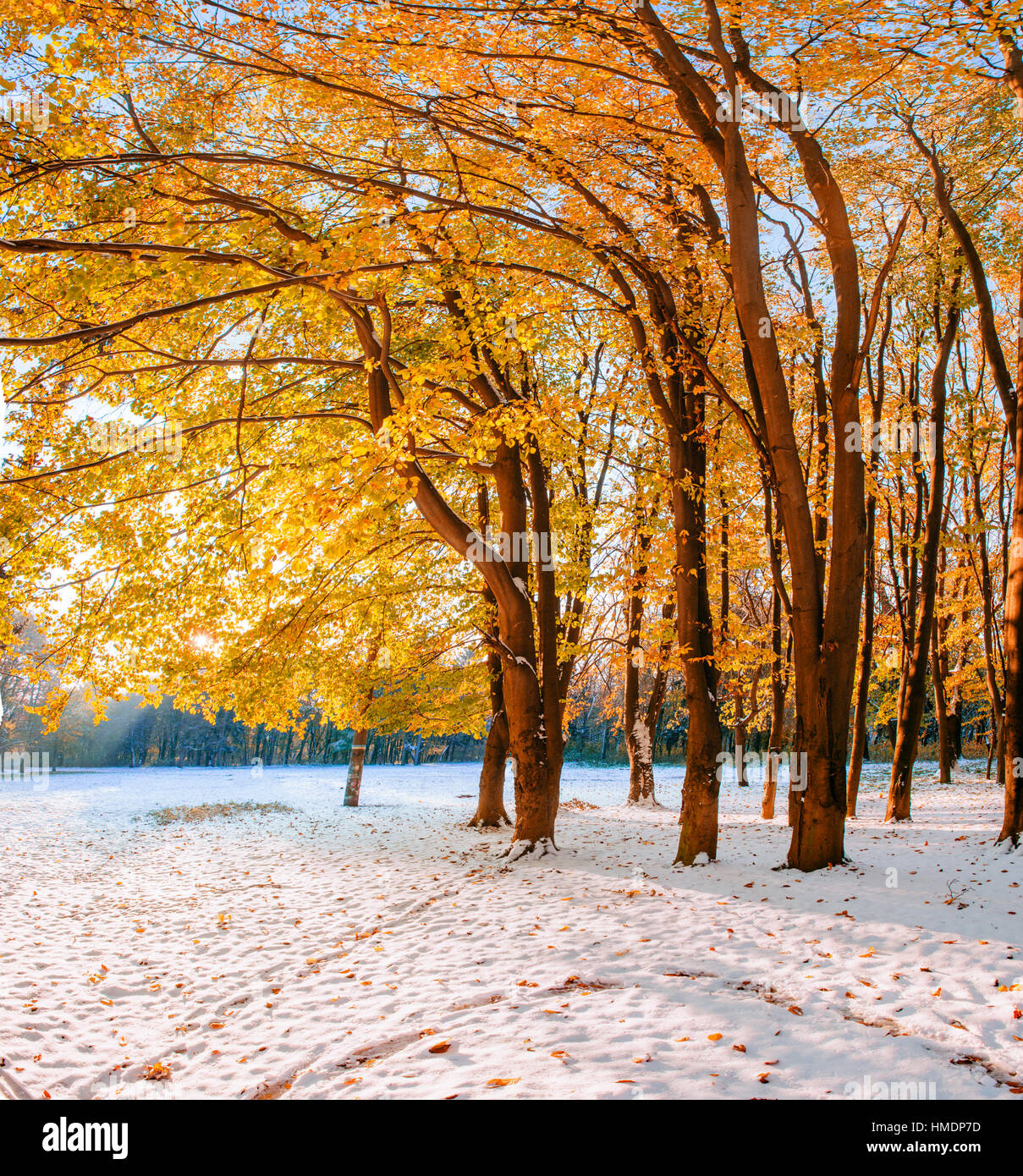 forest with first winter snow Stock Photo - Alamy