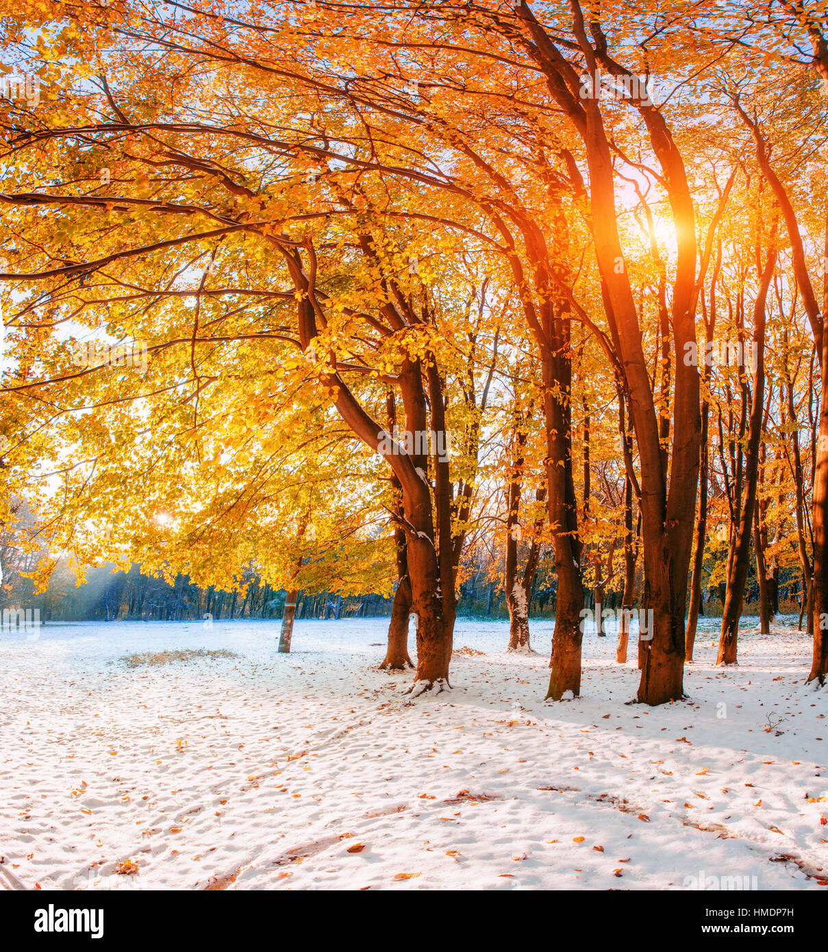 forest with first winter snow Stock Photo - Alamy