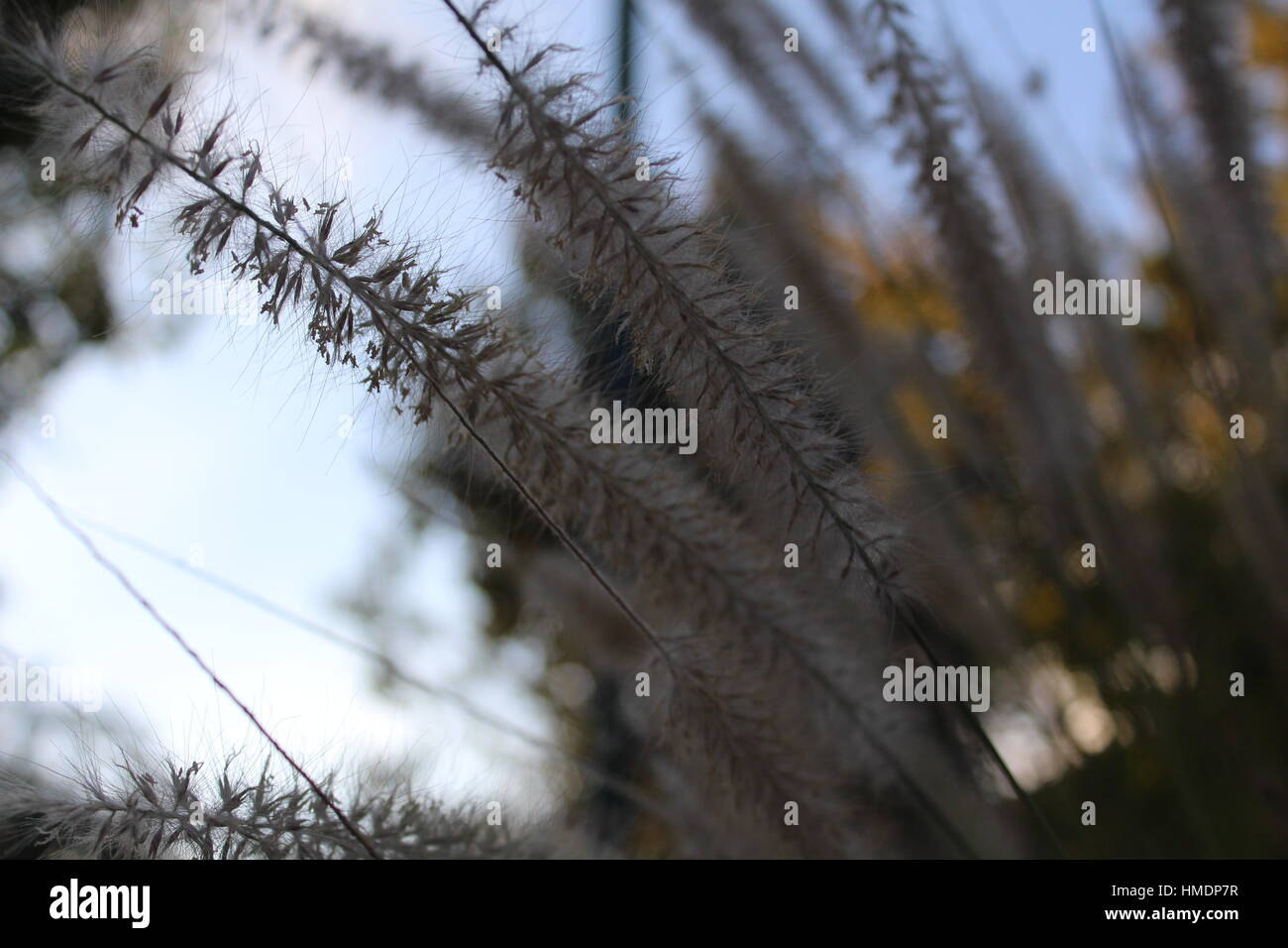 Gray soft flowers in the field Stock Photo - Alamy
