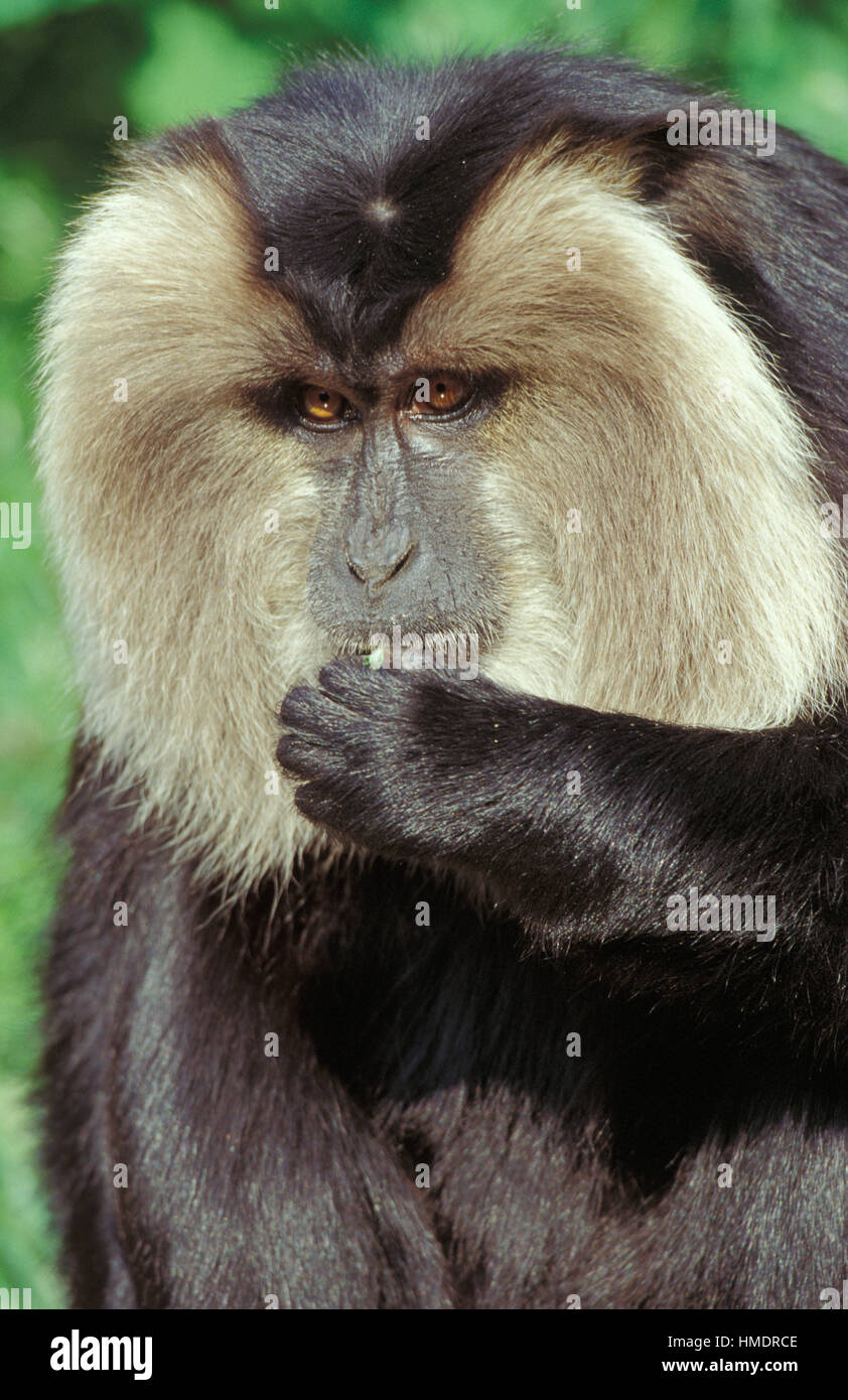 Lion tailed macaque Stock Photo - Alamy