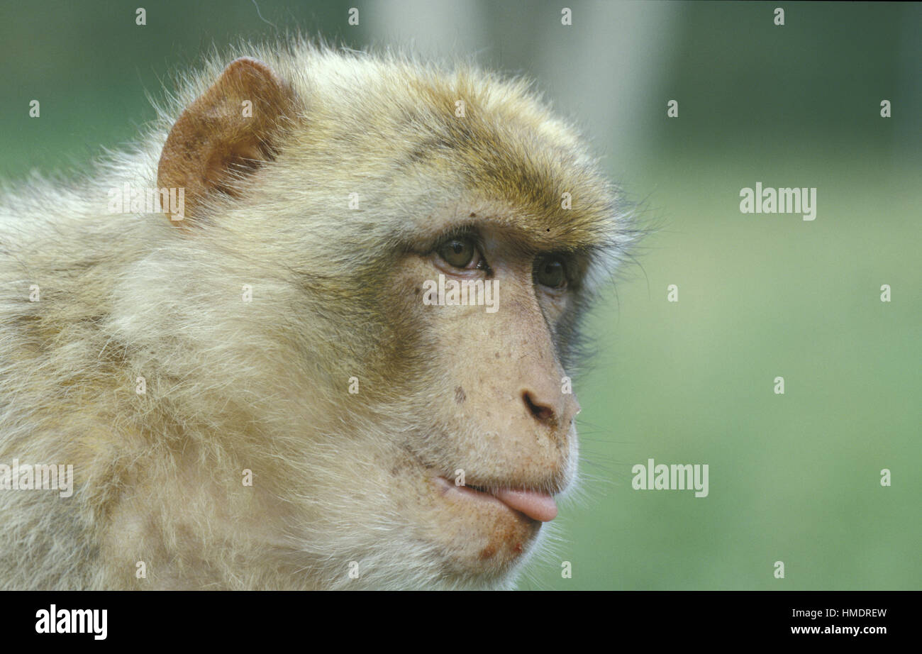 Ape portraits hi-res stock photography and images - Alamy