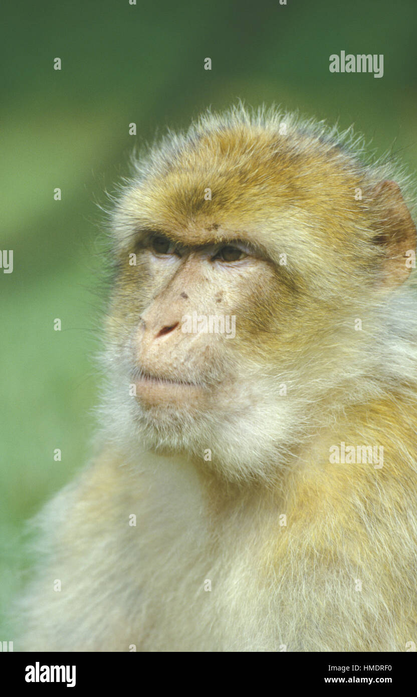 Ape portraits hi-res stock photography and images - Alamy