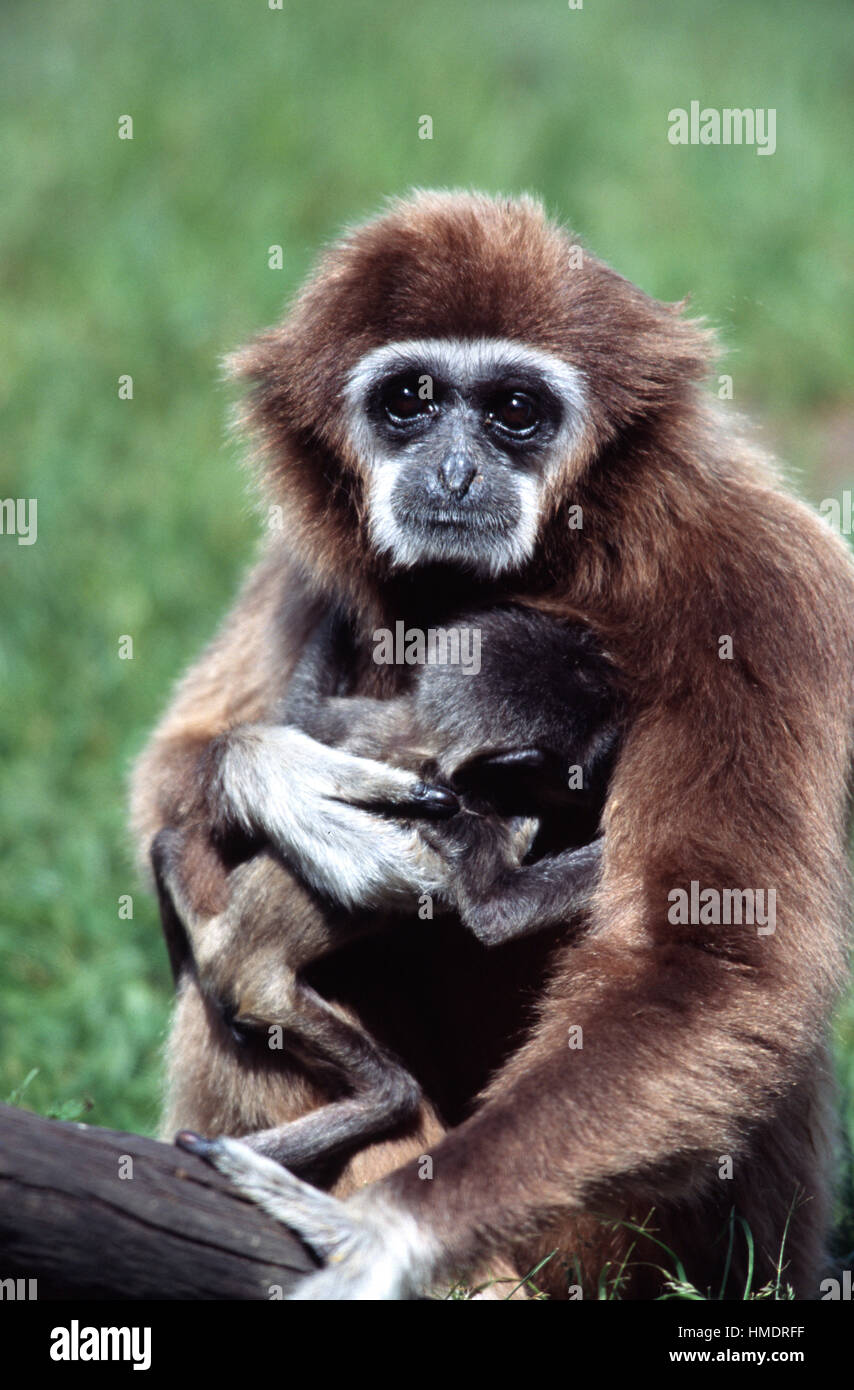 White handed gibbon Stock Photo - Alamy