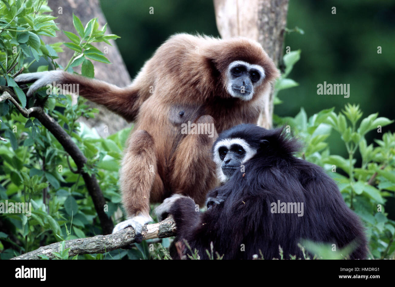 White handed gibbon Stock Photo - Alamy