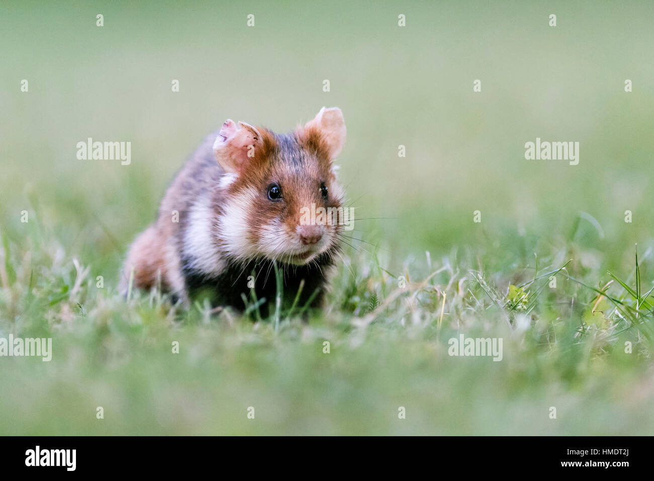 European hamster (Cricetus cricetus) in meadow, Austria Stock Photo - Alamy