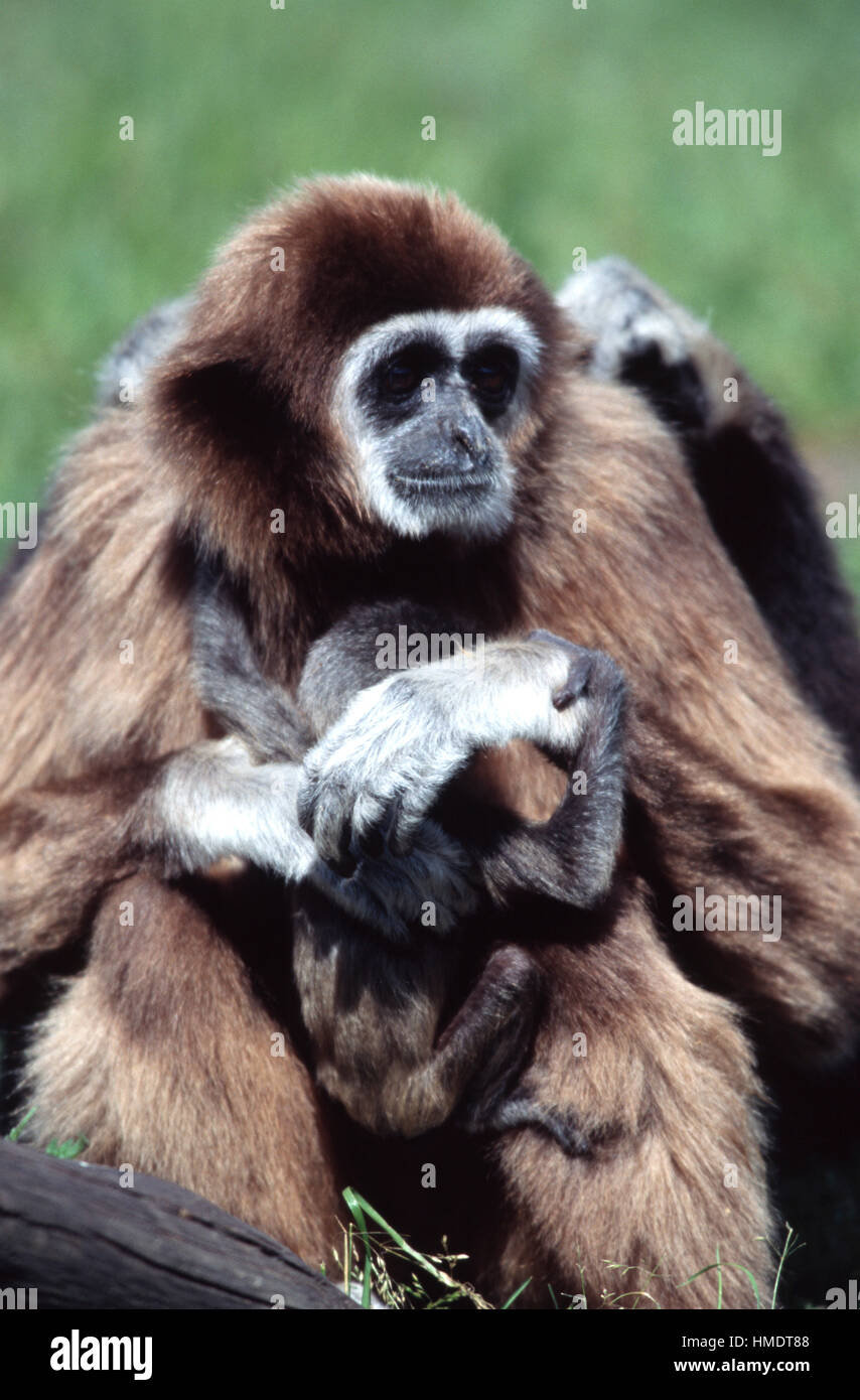 White handed gibbon Stock Photo - Alamy