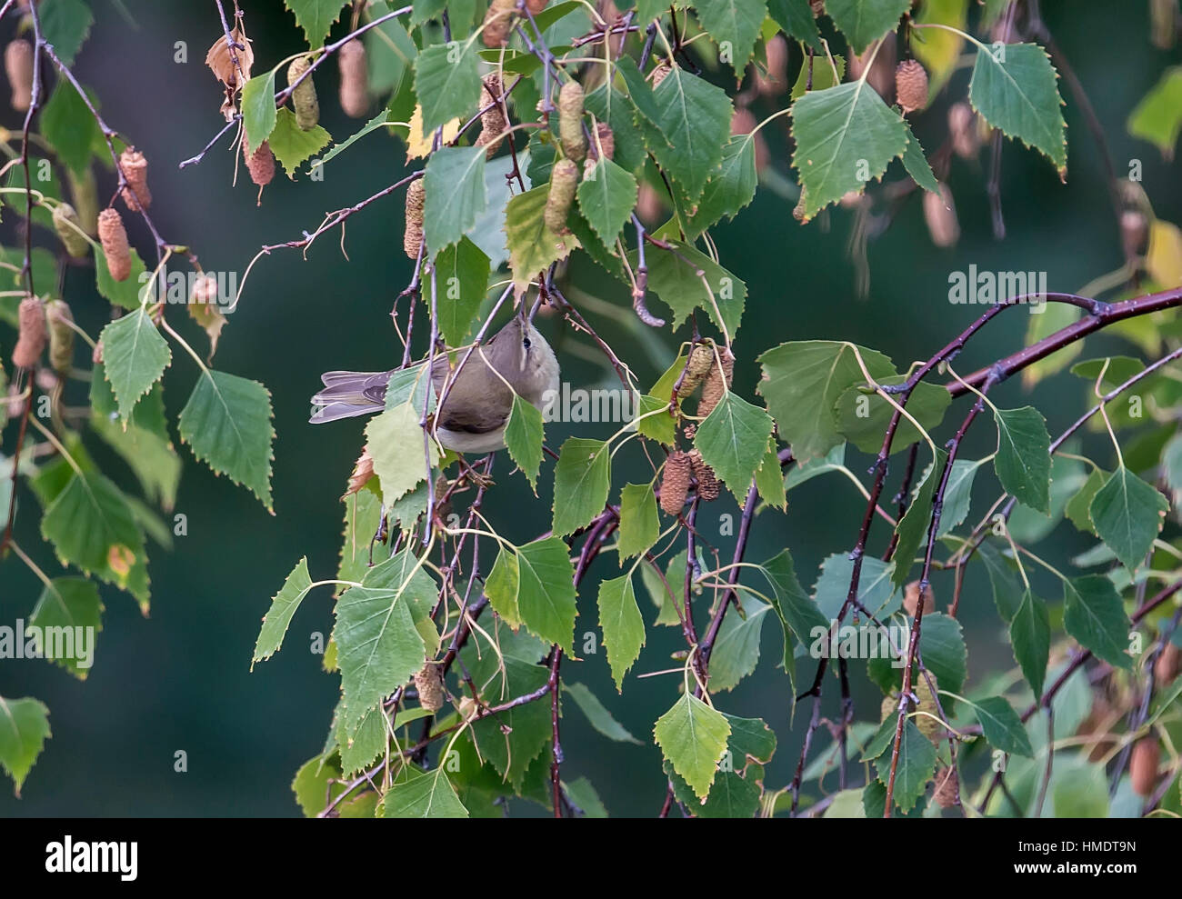 Colorful birds between the leaves of a tree on a sunny day Stock Photo ...