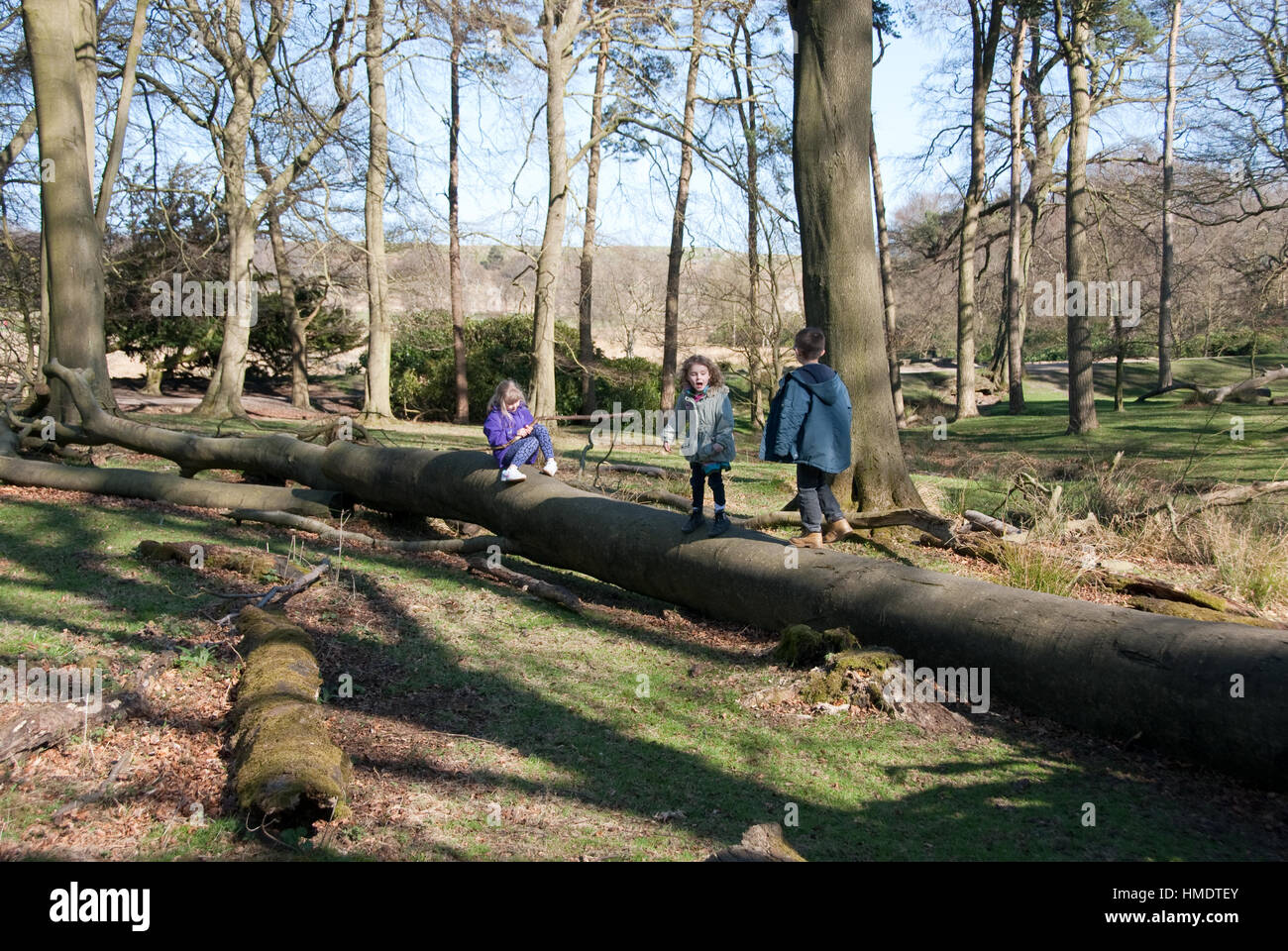 Derbyshire, UK - April 04: Children play on a fallen tree trunk on 18 ...