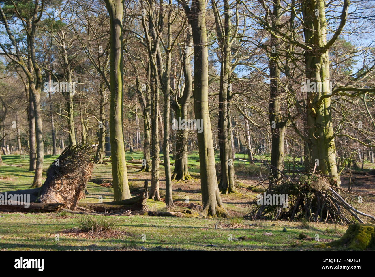 Fallen Tree Roots High Resolution Stock Photography and Images - Alamy