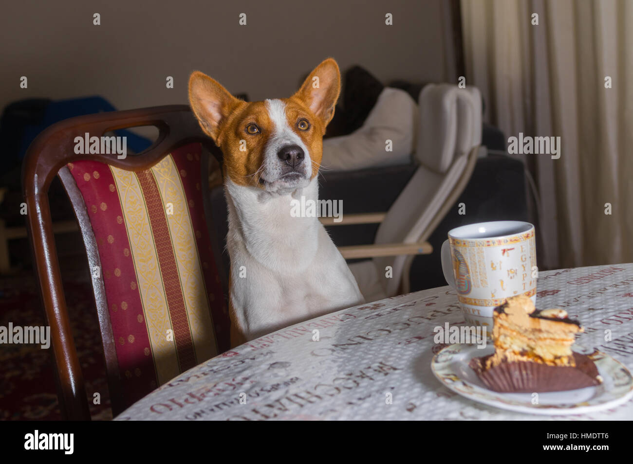 Gorgeous basenji dog sitting at the table in dining-room and ready to ...