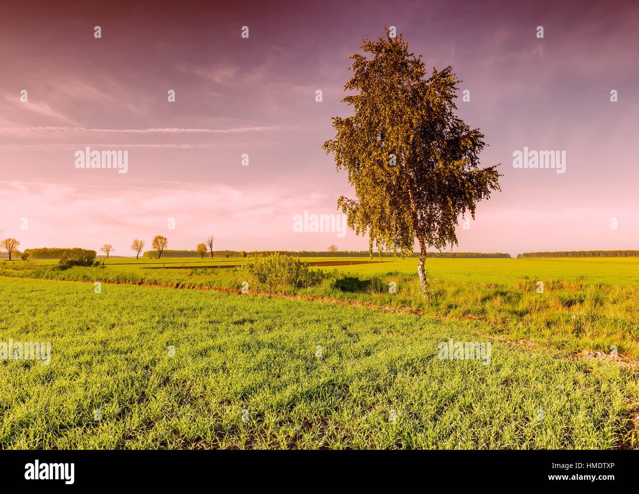 Green fields and small birch tree. European green countryside Stock ...