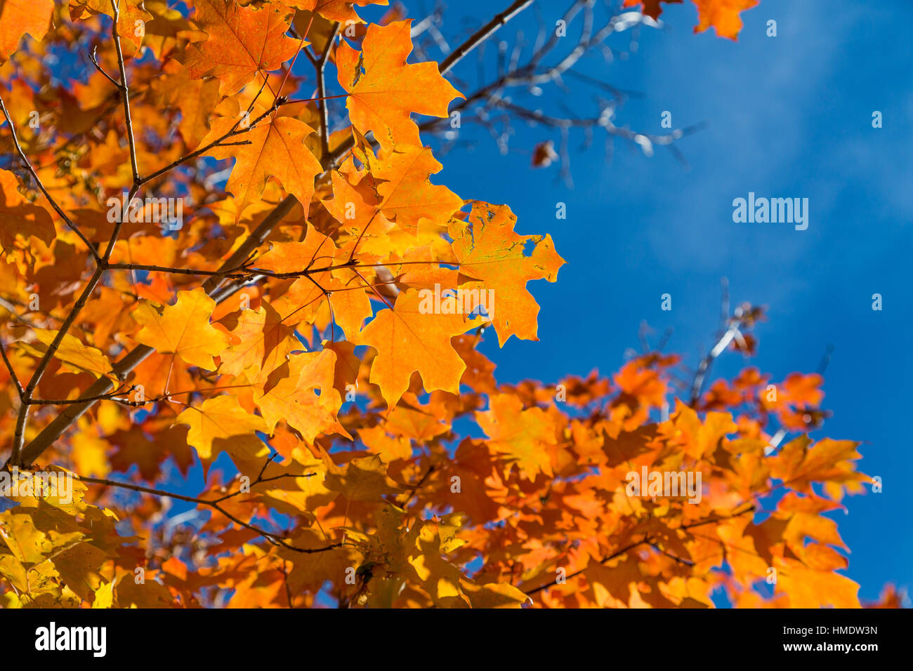 Gold maple hi-res stock photography and images - Alamy