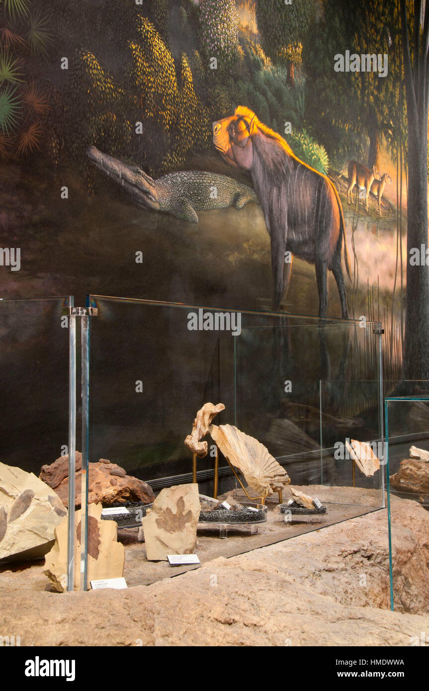 Fossil exhibit at Thomas Condon Paleontology Center, John Day Fossil ...