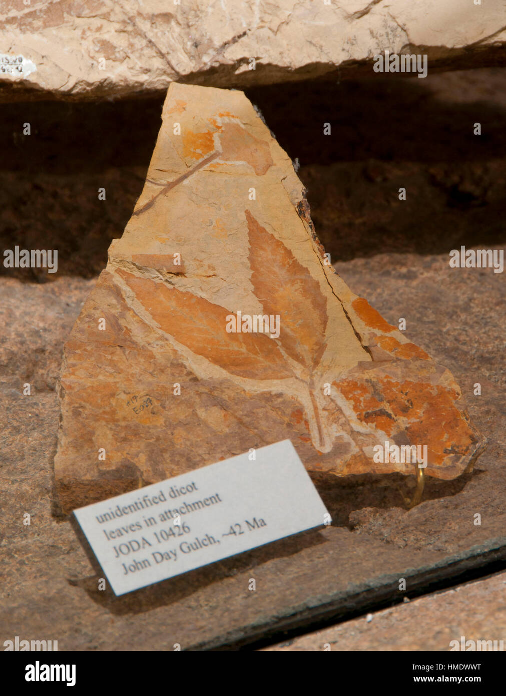 Fossil exhibit at Thomas Condon Paleontology Center, John Day Fossil ...