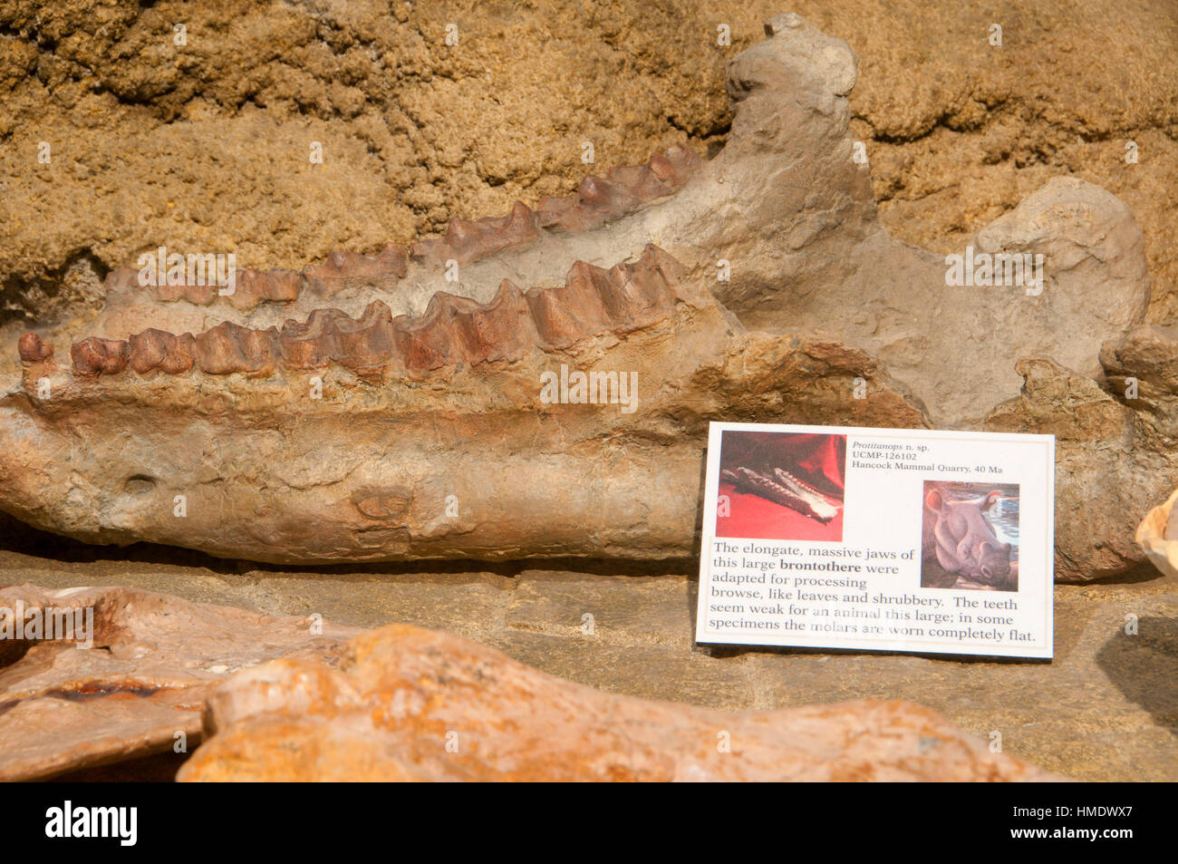 Fossil exhibit at Thomas Condon Paleontology Center, John Day Fossil ...
