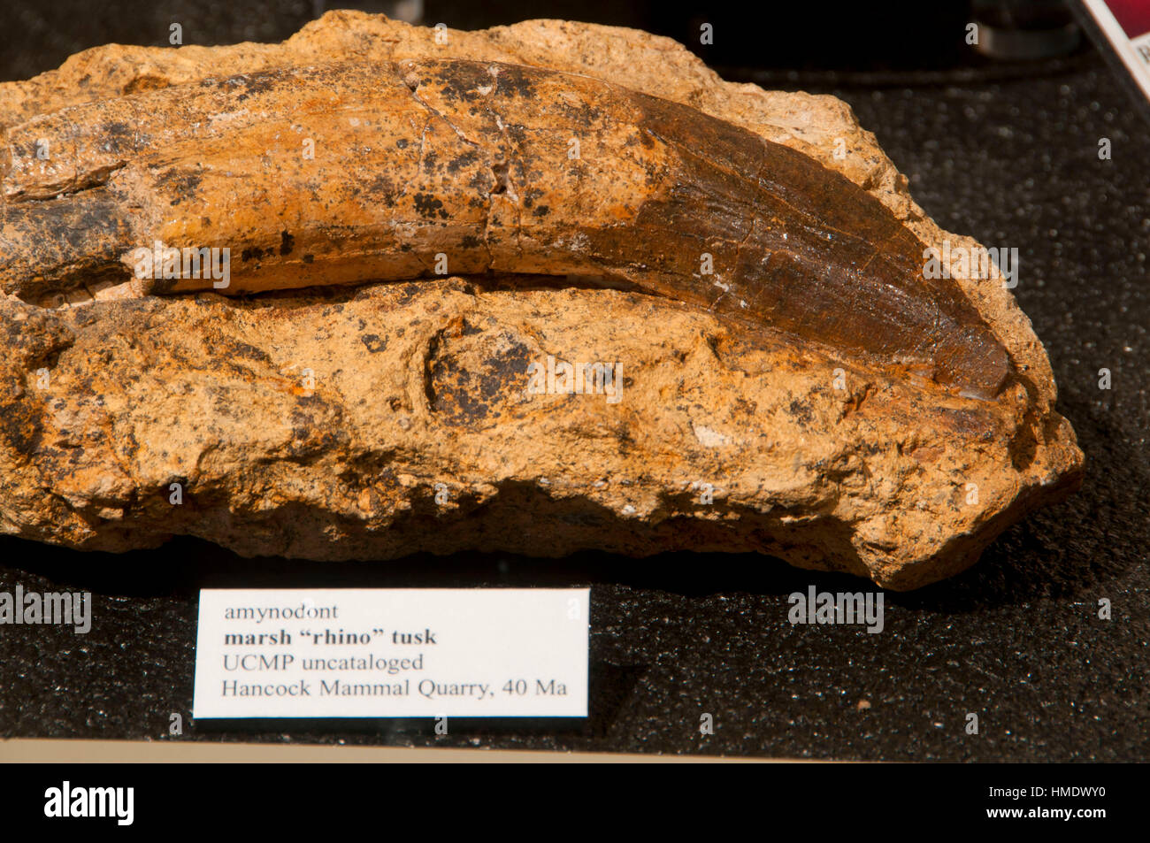 Fossil exhibit at Thomas Condon Paleontology Center, John Day Fossil ...