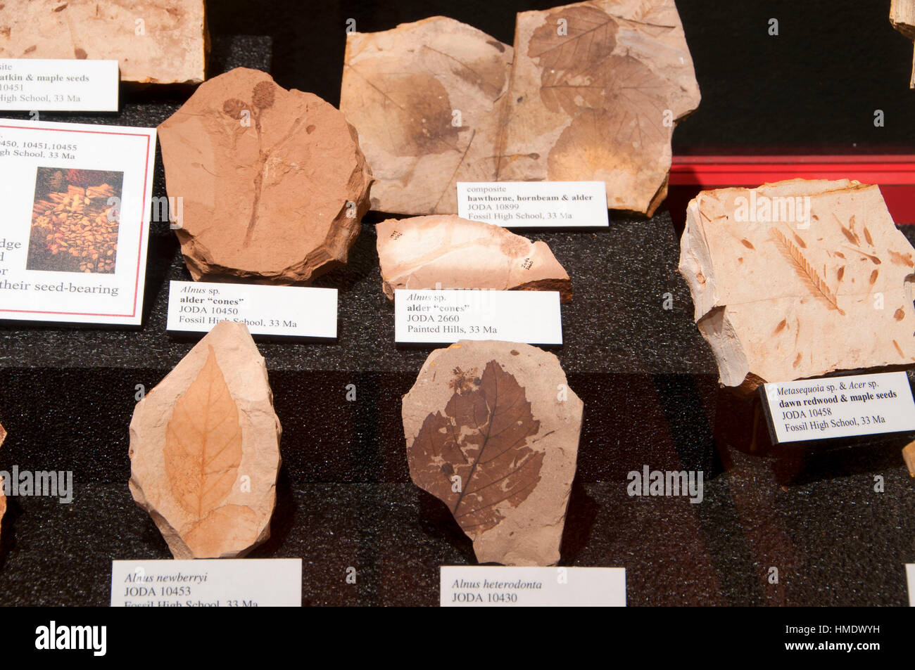 Fossil exhibit at Thomas Condon Paleontology Center, John Day Fossil ...