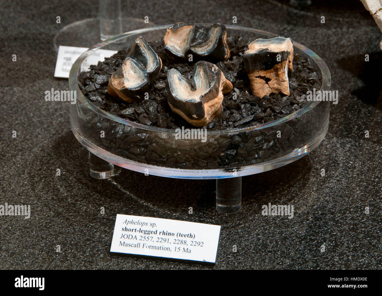 Fossil exhibit at Thomas Condon Paleontology Center, John Day Fossil ...