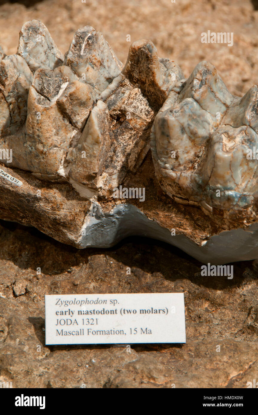 Fossil exhibit at Thomas Condon Paleontology Center, John Day Fossil ...