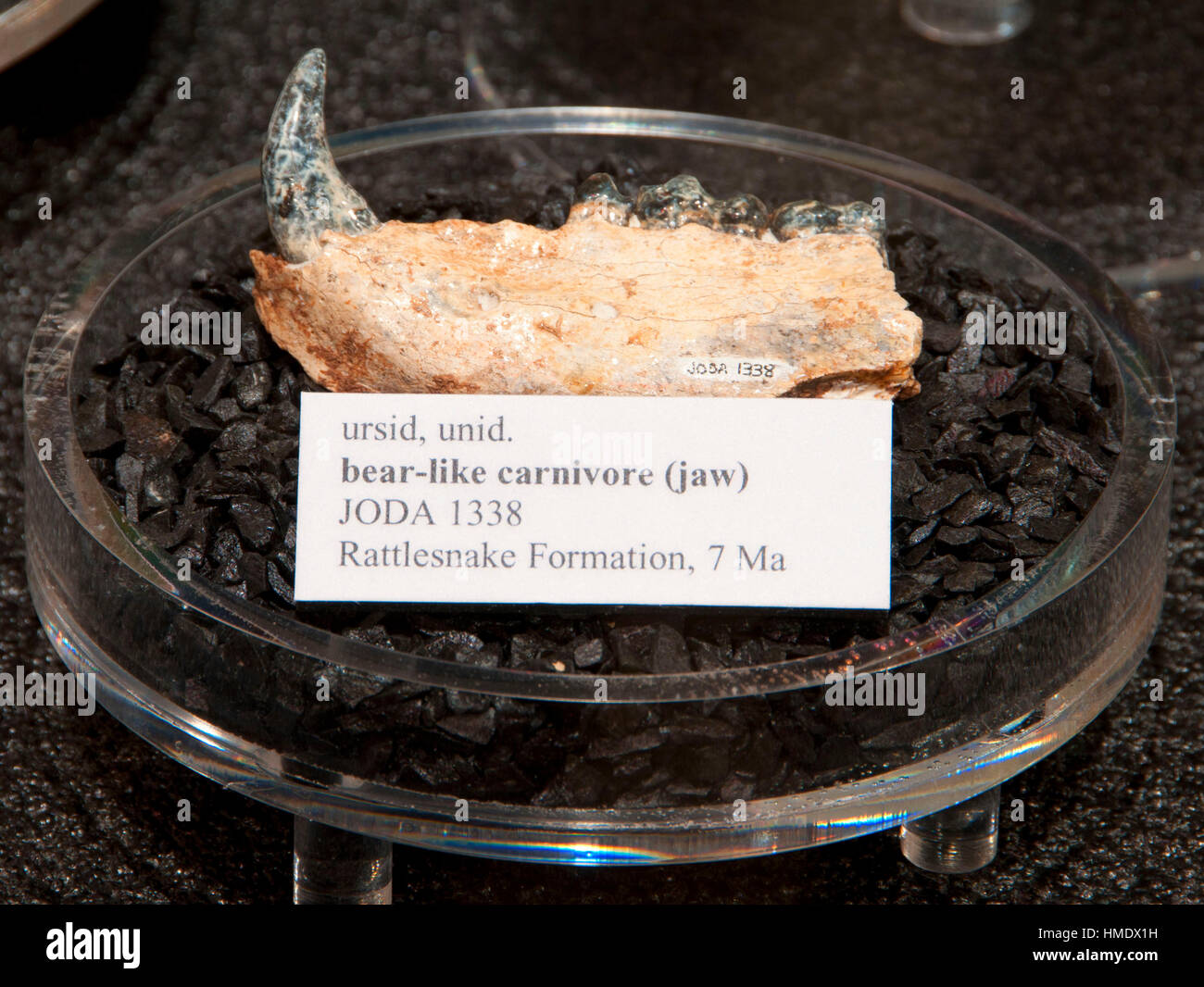 Fossil exhibit at Thomas Condon Paleontology Center, John Day Fossil ...