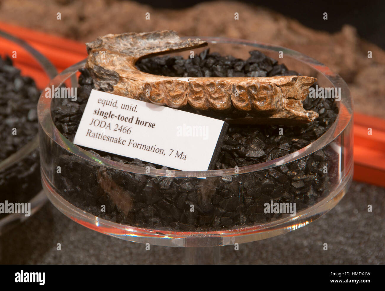 Fossil exhibit at Thomas Condon Paleontology Center, John Day Fossil ...