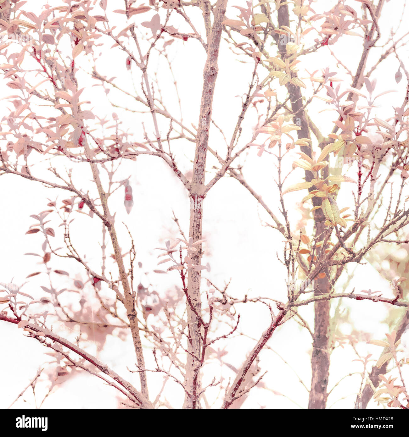 Digital photo collage and manipulation technique nature motif ...