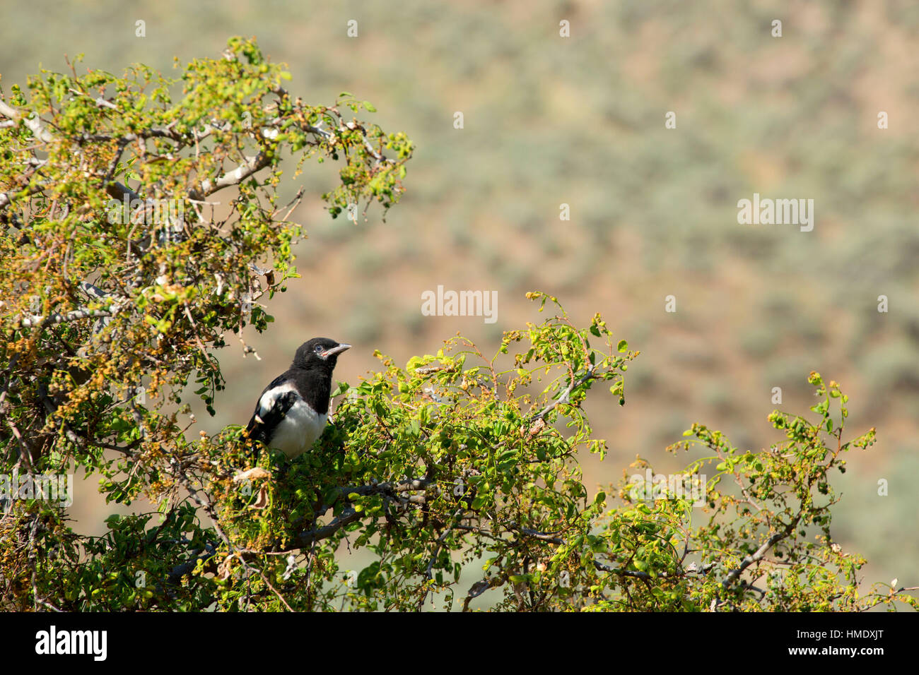 Magpie fledgling, John Day Wild and Scenic River, Cottonwood Canyon ...
