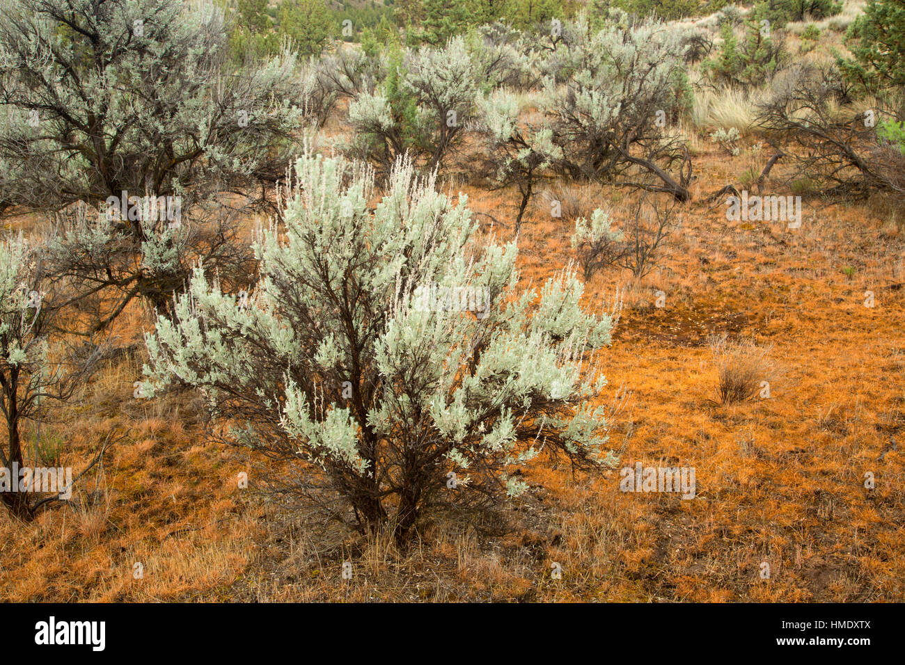 Sagebrush along Red Hill Trail, John Day Fossil Beds National Monument ...
