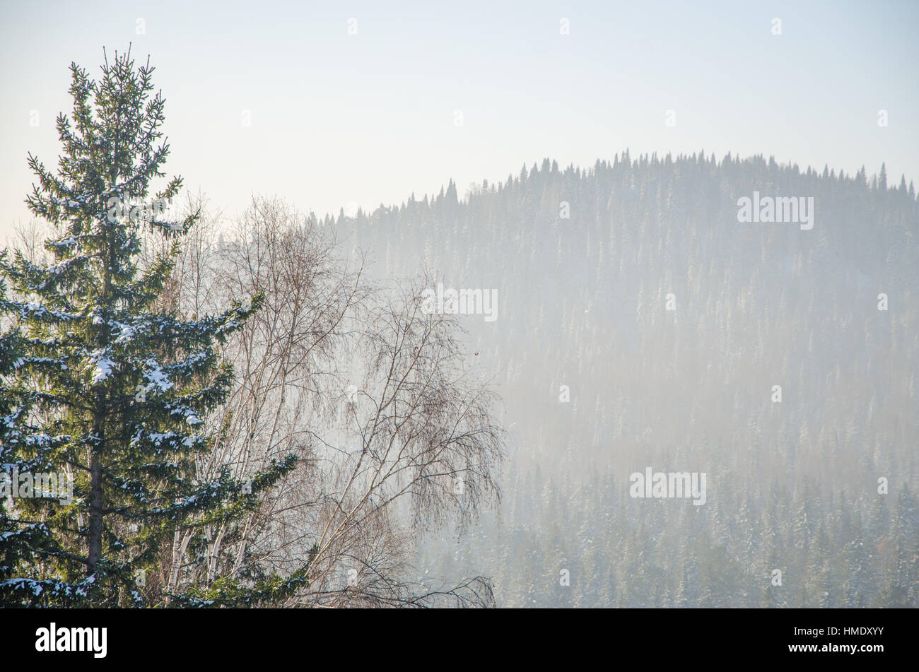 thick fog covered with thick coniferous forest. forest with a bird's ...