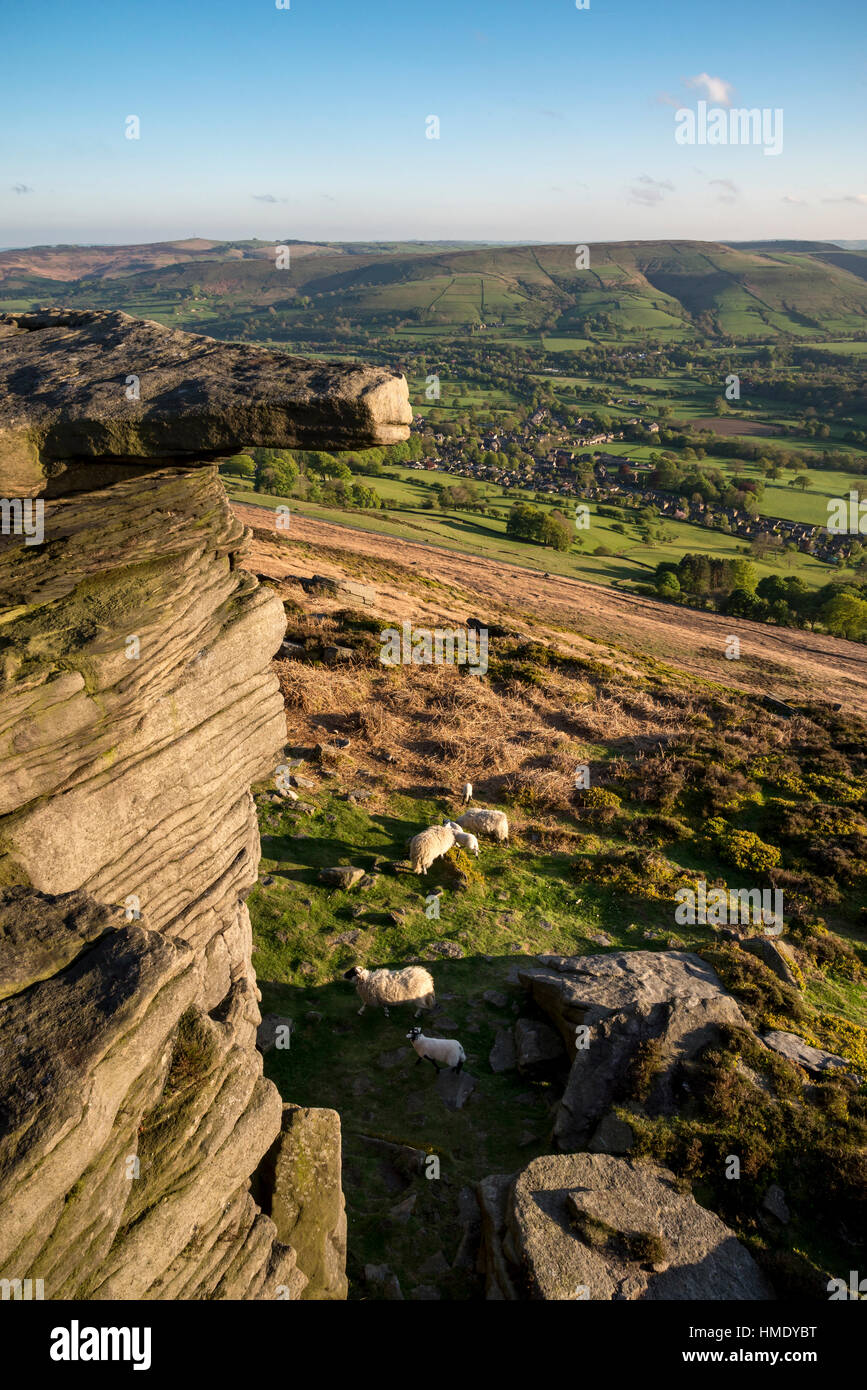 Derbyshire gritstone sheep hi-res stock photography and images - Alamy