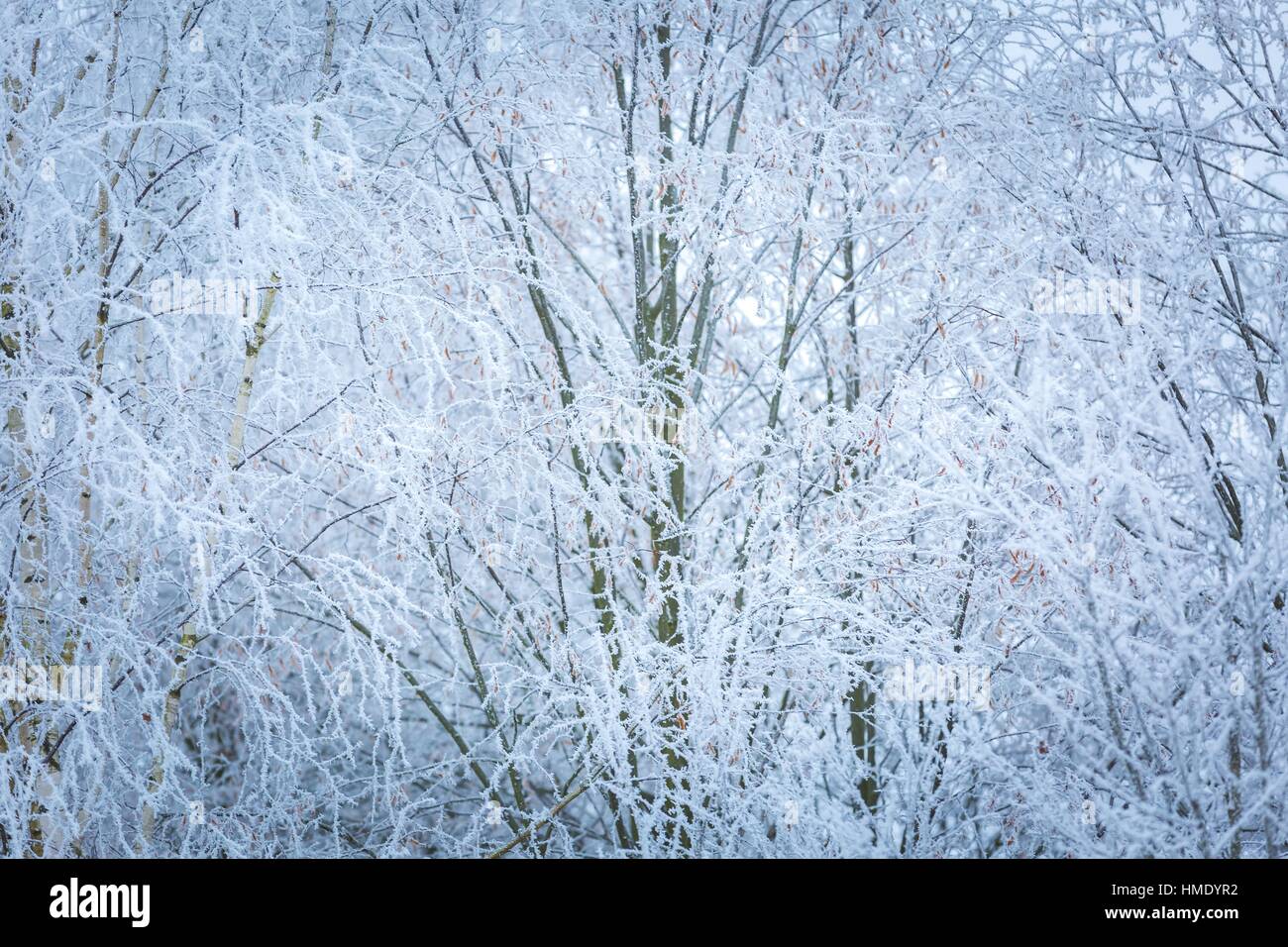 Winter trees with white rime. Natural beautiful background with ...