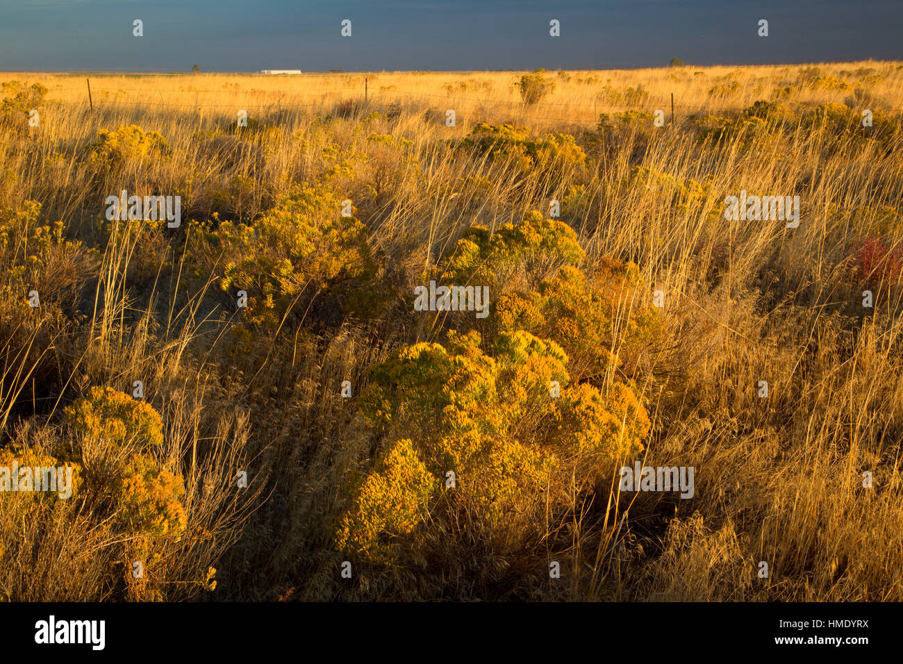 Grassland with rabbitbrush at Echo Meadows, Oregon Trail National ...