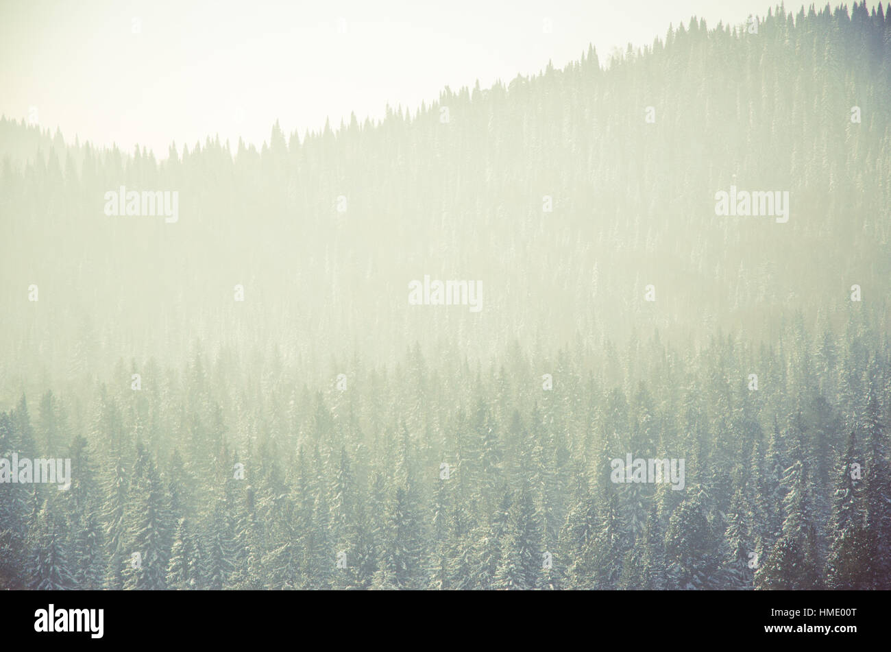 thick fog covered with thick coniferous forest. forest with a bird's ...