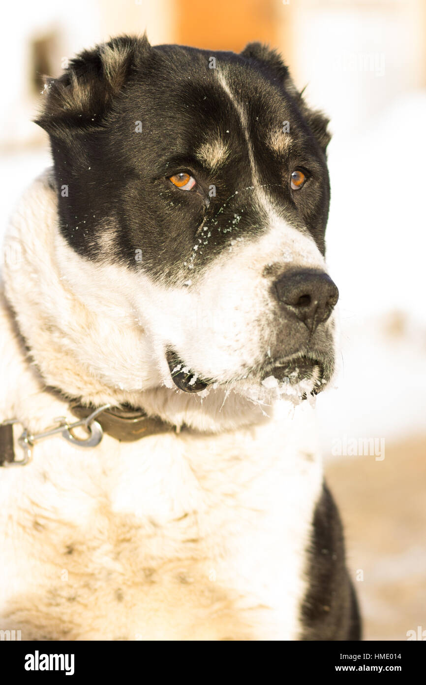 Central Asian Shepherd Dog High Resolution Stock Photography and Images ...