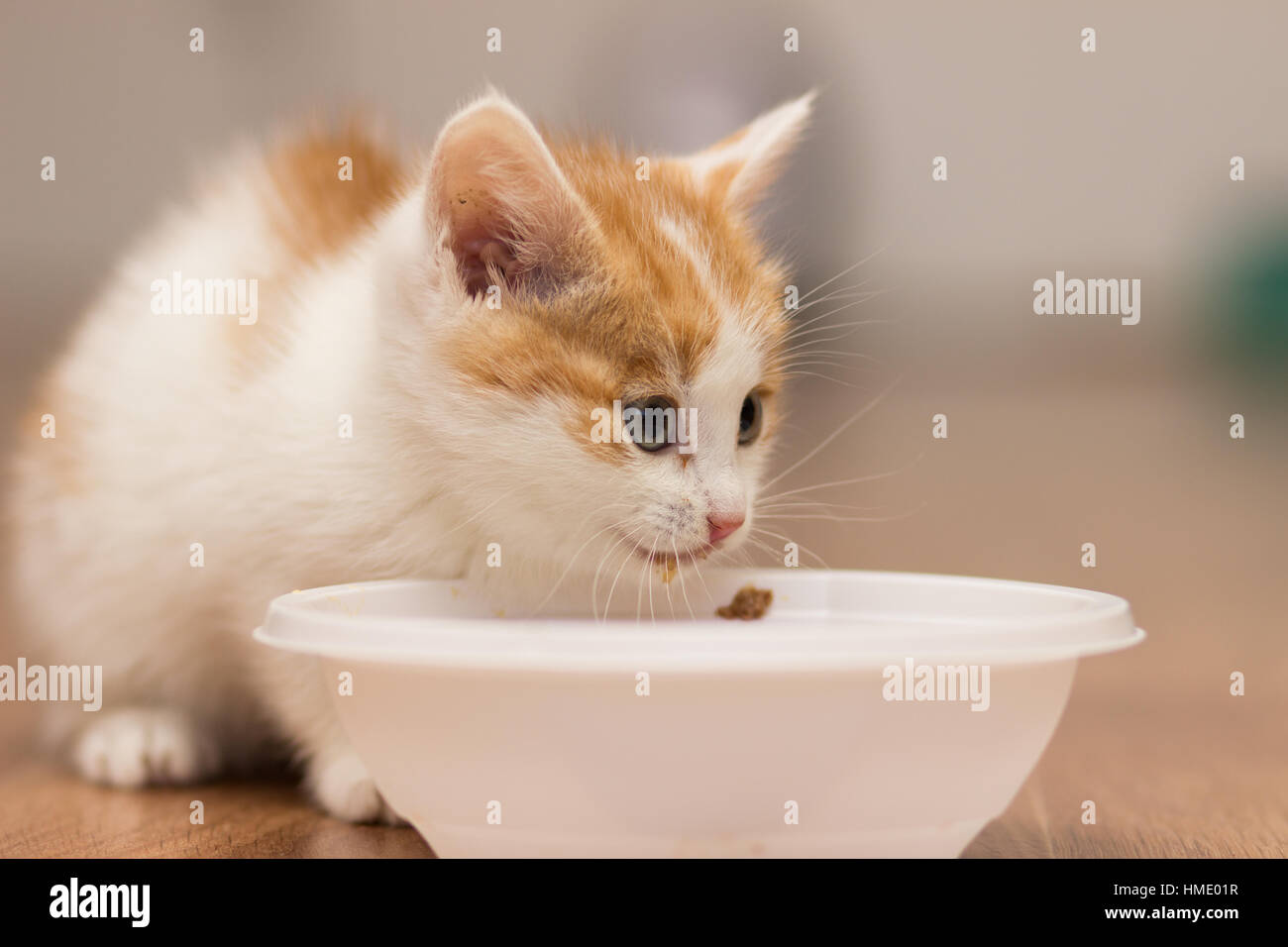 Little kitten eating food hi-res stock photography and images - Alamy