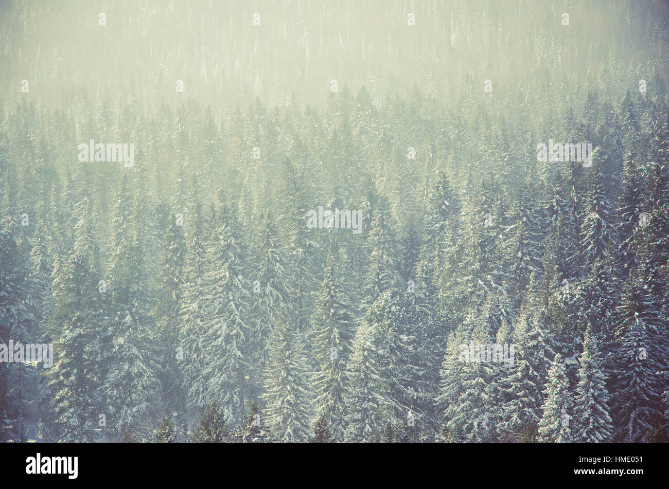 thick fog covered with thick coniferous forest. forest with a bird's ...