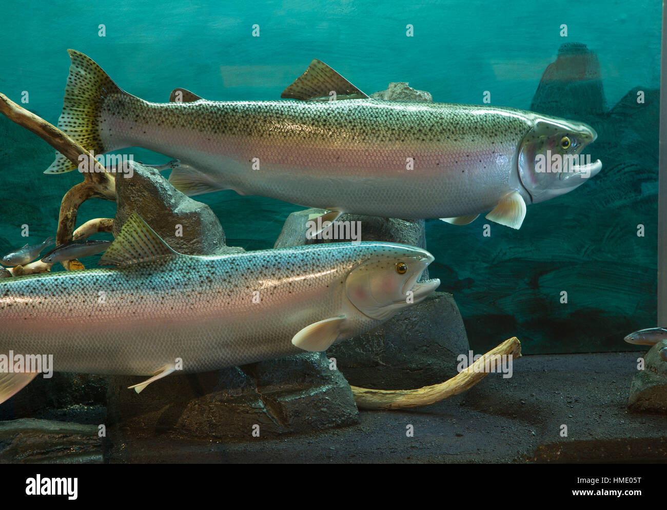 Salmon display, Pacific Salmon Visitor Information Center, McNary Lock ...
