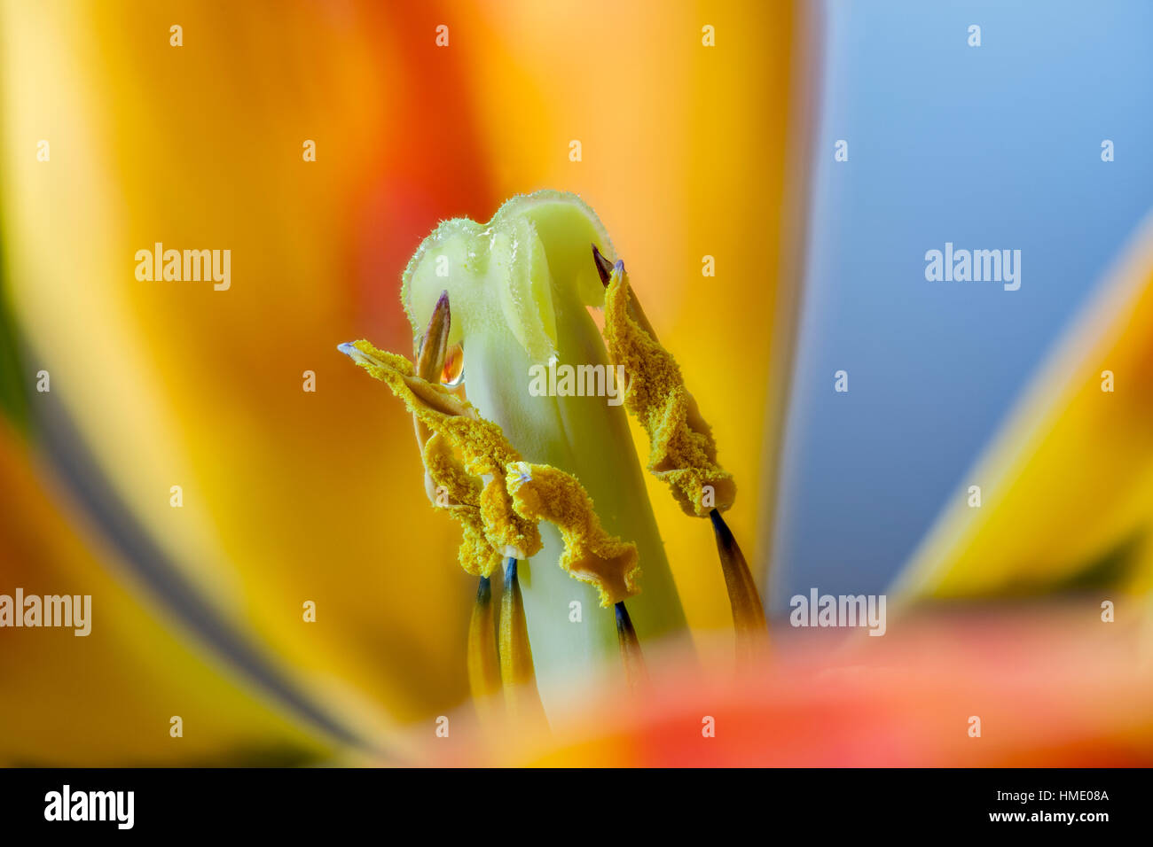 Closeup of orange tulip flower reproductive organs-Victoria, British ...