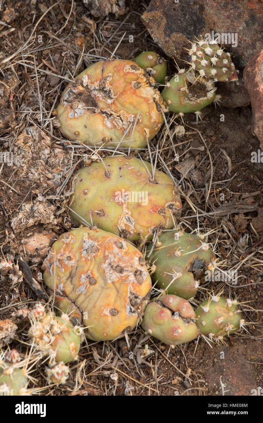 Cactus along Red Hill Trail, John Day Fossil Beds National Monument ...