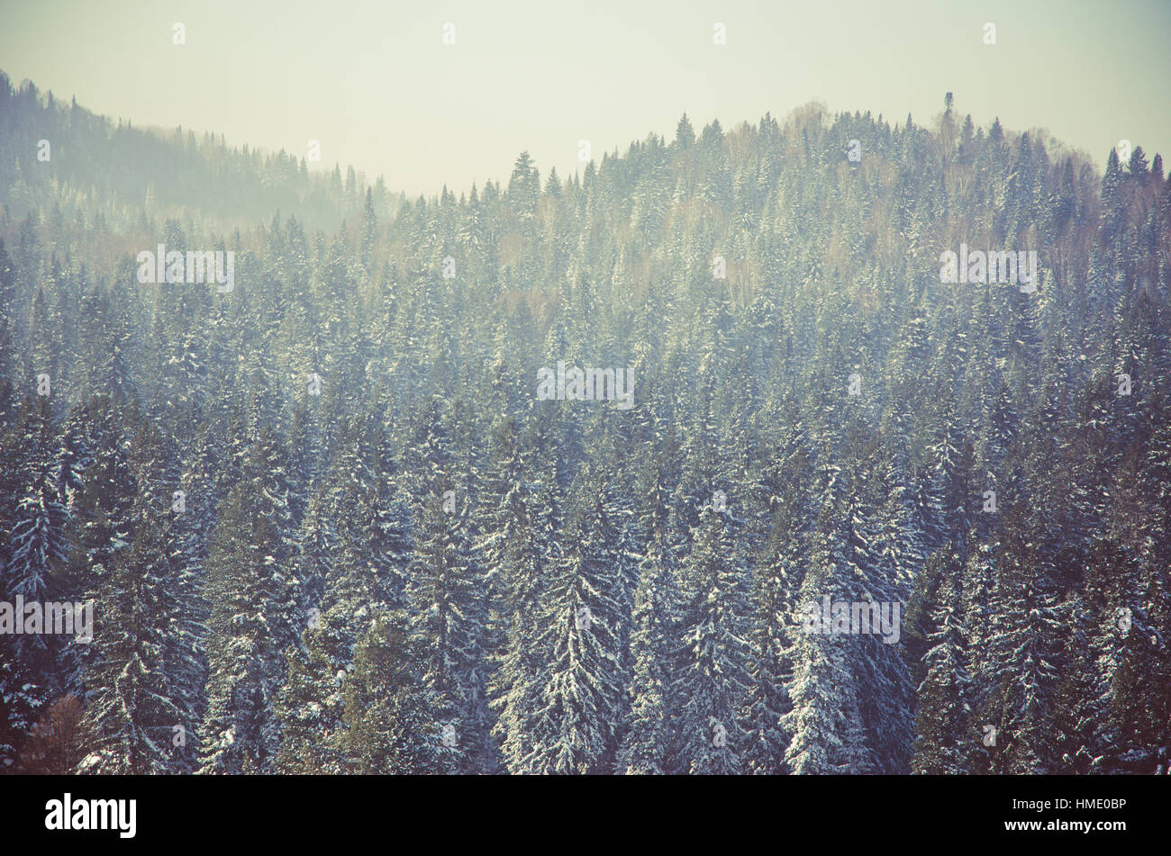 thick fog covered with thick coniferous forest. forest with a bird's ...