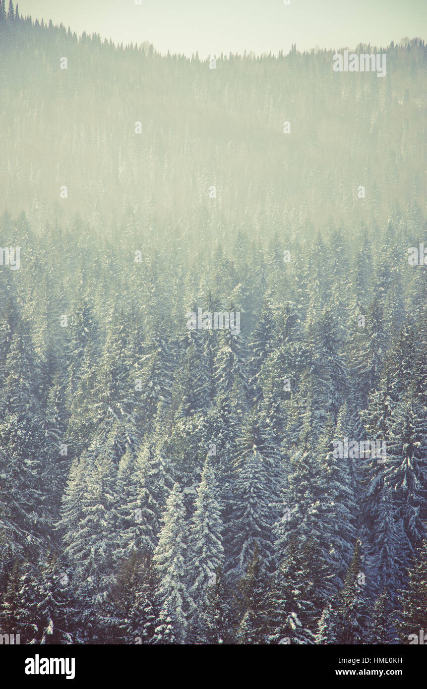 thick fog covered with thick coniferous forest. forest with a bird's ...