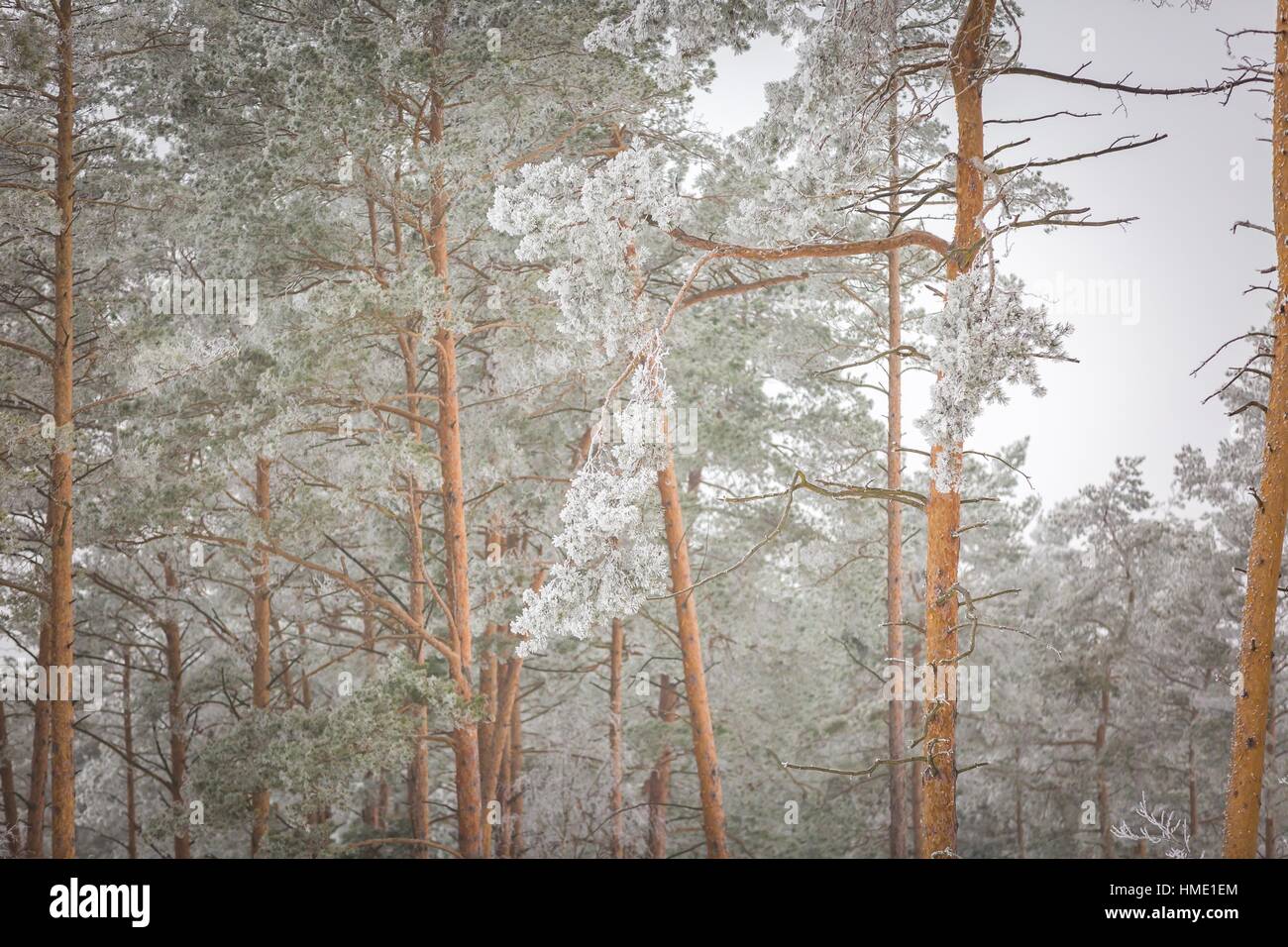 Winter trees with white rime. Natural beautiful background with ...