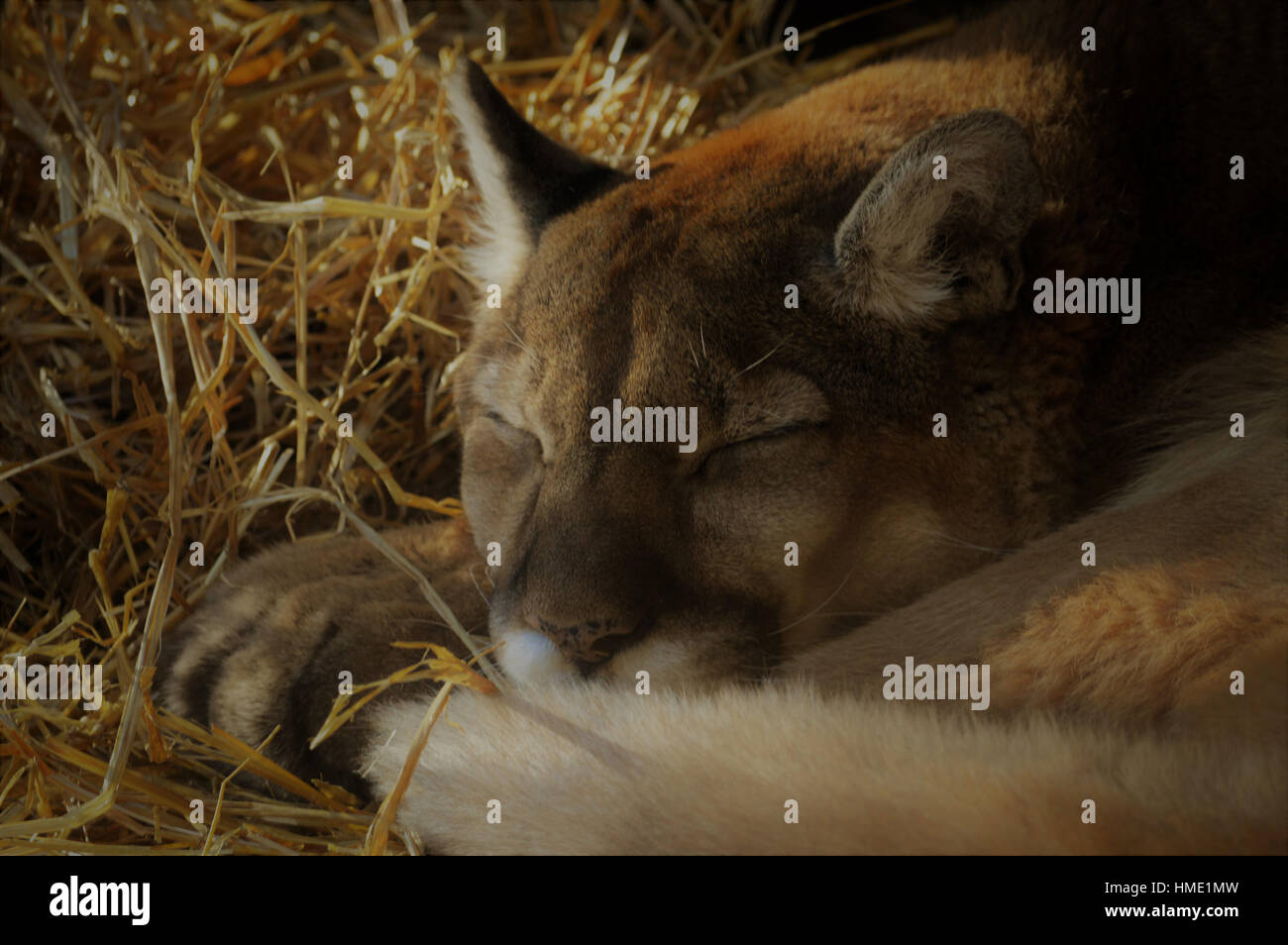 Puma profile hi-res stock photography and images - Alamy