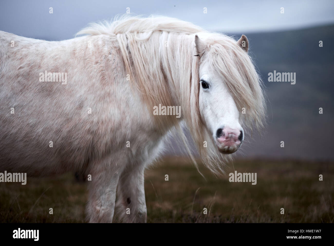 wild white horse on a welsh mountainside Stock Photo - Alamy
