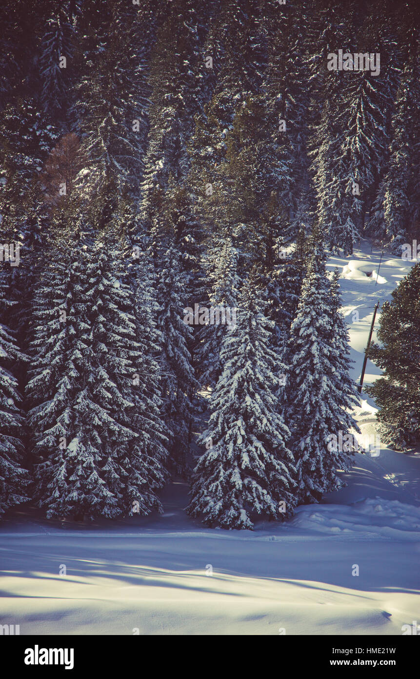 thick fog covered with thick coniferous forest. forest with a bird's ...
