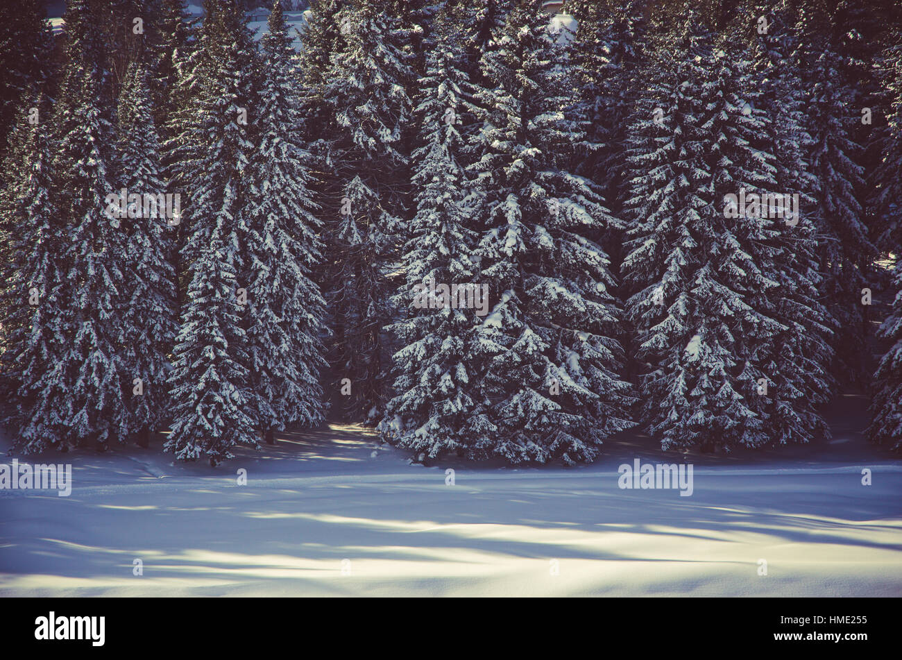 thick fog covered with thick coniferous forest. forest with a bird's ...